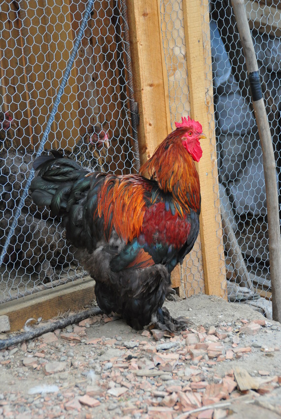 Gaini de Rasa - Calin 0727.741.705: COCHINCHINA URIAȘ POTÂRNICHIU