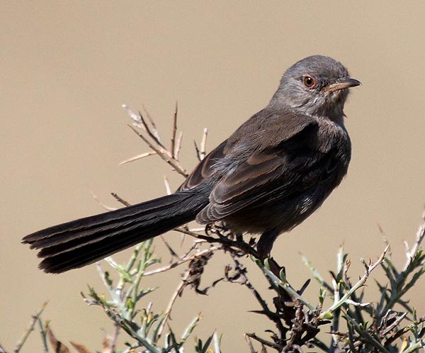 El Herrerillo: Curruca rabilarga (Sylvia undata)