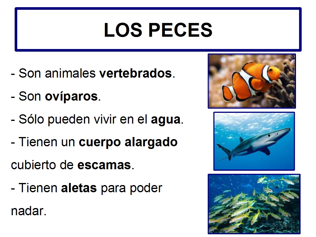 PRIMEROPINSEQUERO: LOS PECES