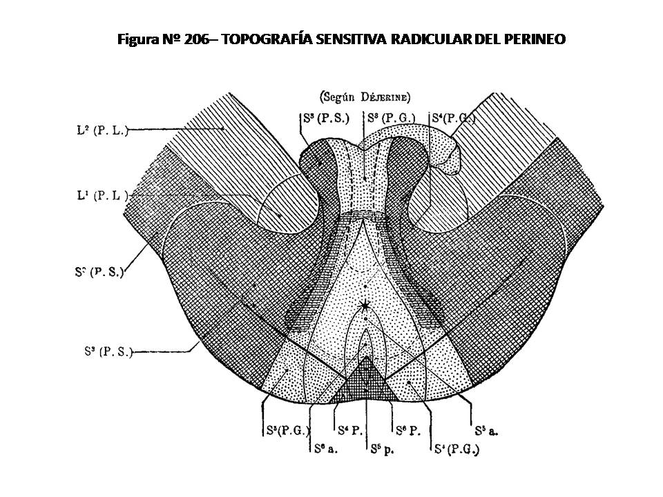 ATLAS DE ANATOMÍA HUMANA: 206. TOPOGRAFÍA SENSITIVA RADICULAR DEL PERINEO.