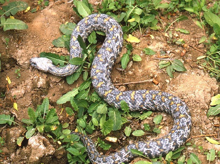 Amazing Daboia Snake, Russell's viper - Daboia Cobra Facts, Photos ...