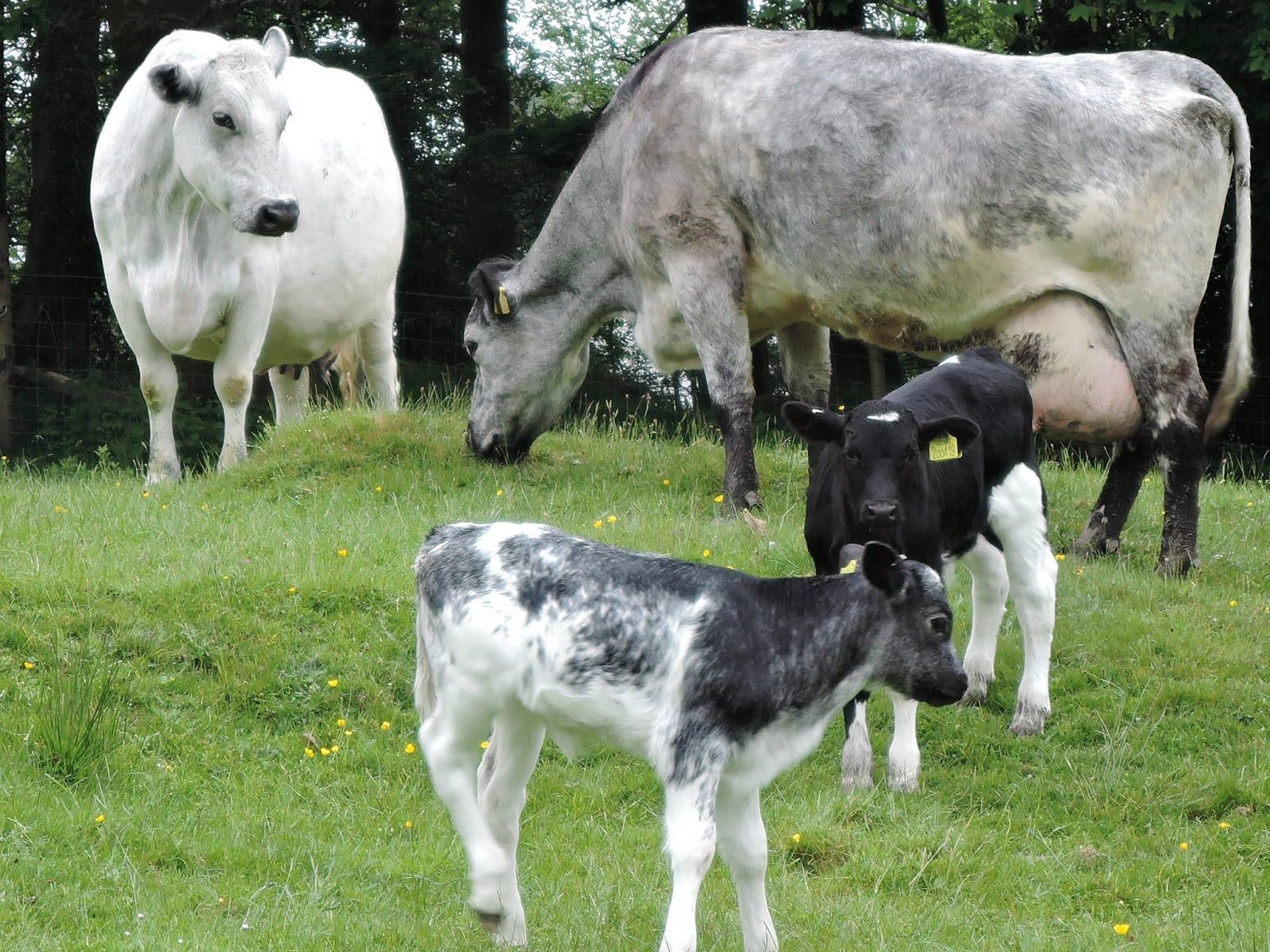 Central and East Lakes Rangers: 'Rare Albion cattle recognised on the ...