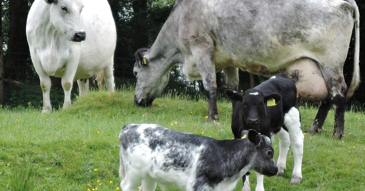 Central and East Lakes Rangers: 'Rare Albion cattle recognised on the ...