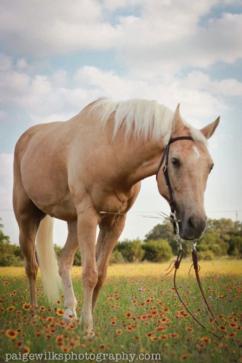 American Competitive Trail Horse Association: This is my Trail Horse: Slim