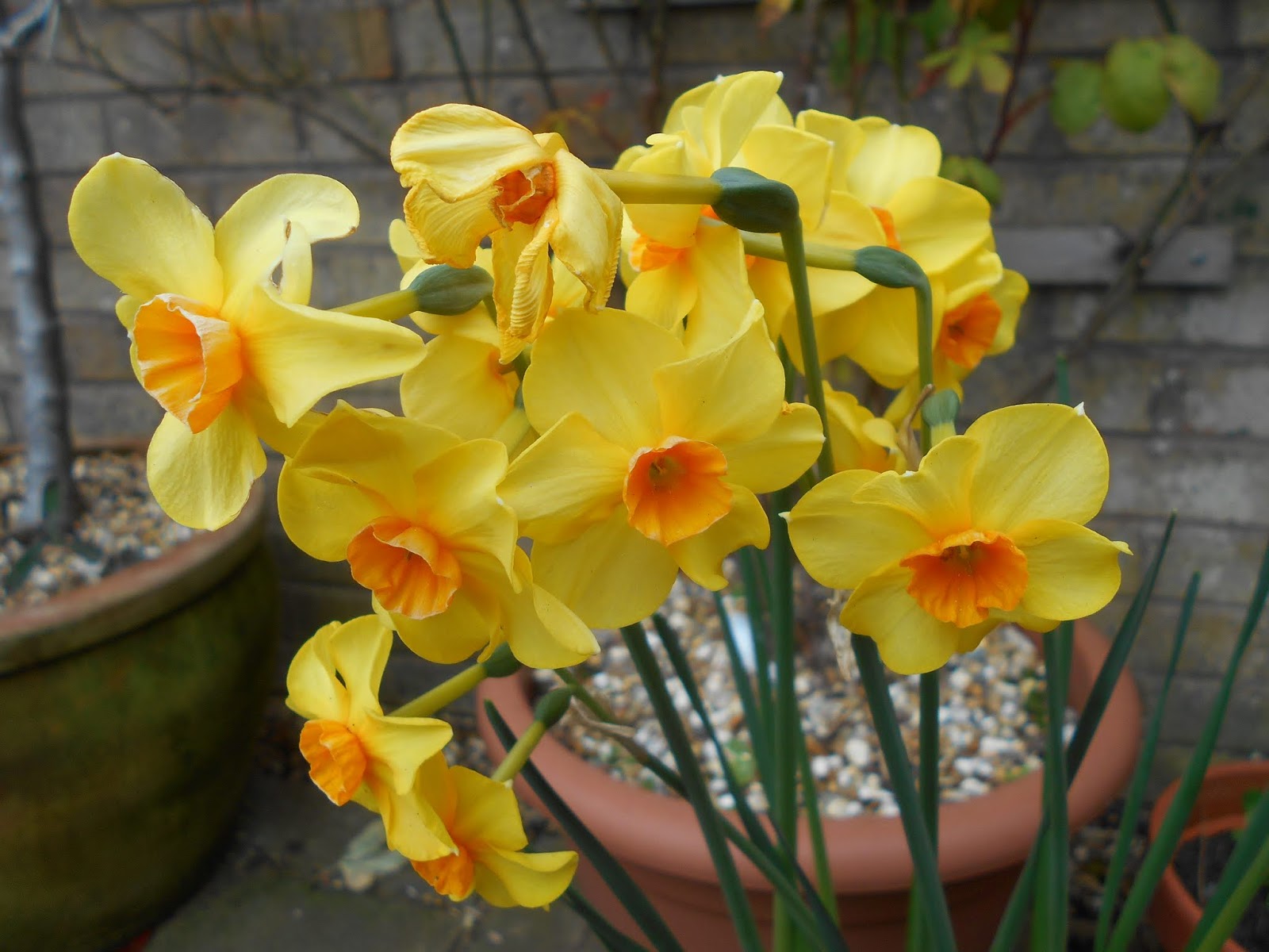 Tony's Blog: Daffodils