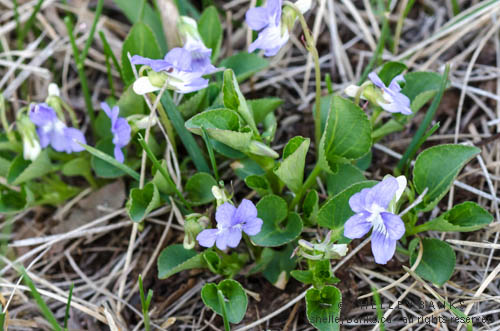 Prairie Wildflowers: Early Blue Violets: Spring Saskatchewan flowers