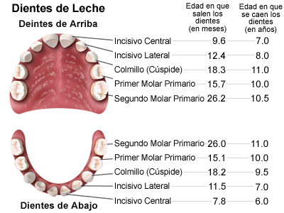 Pedro Vásquez Málaga: Dentición Temporal y Dentición Definitiva