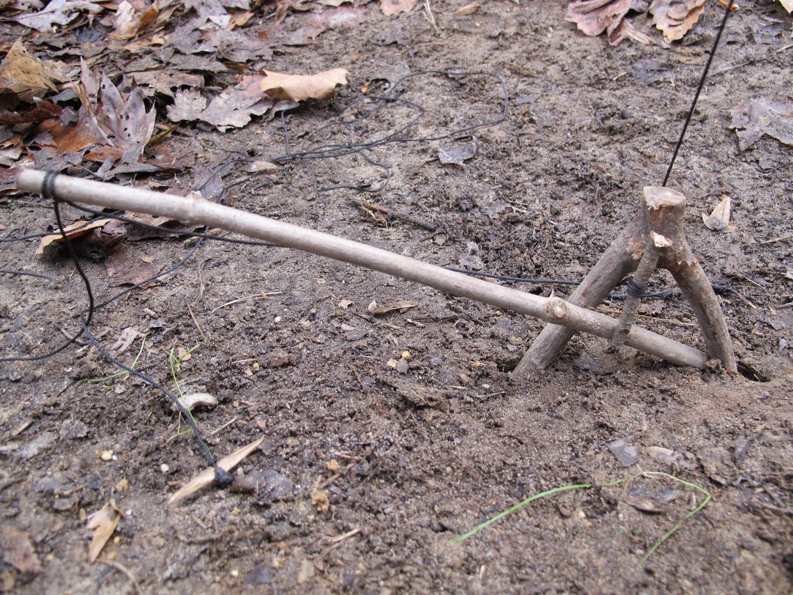 Woodland Wisdom: Survival Trapping