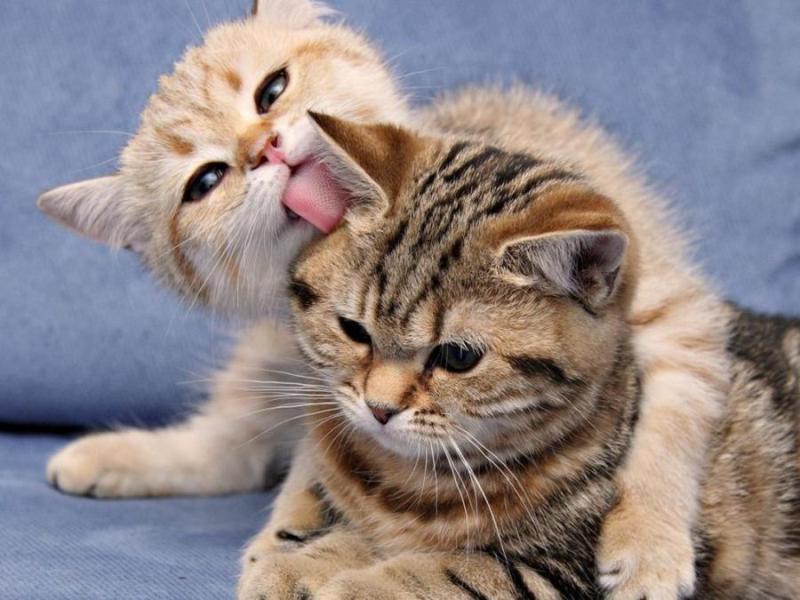 Fotos muy tiernas de animales ~ Los 20 mejores temas para Windows 7