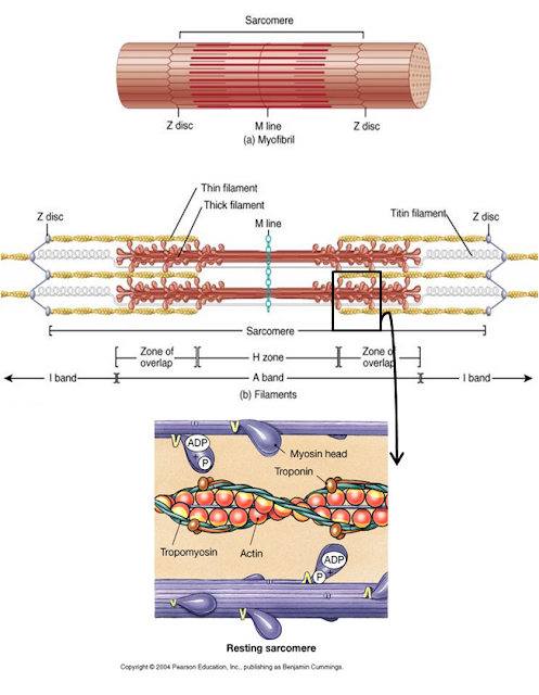 The Trenches of Discovery: The human machine: pistons and ratchets