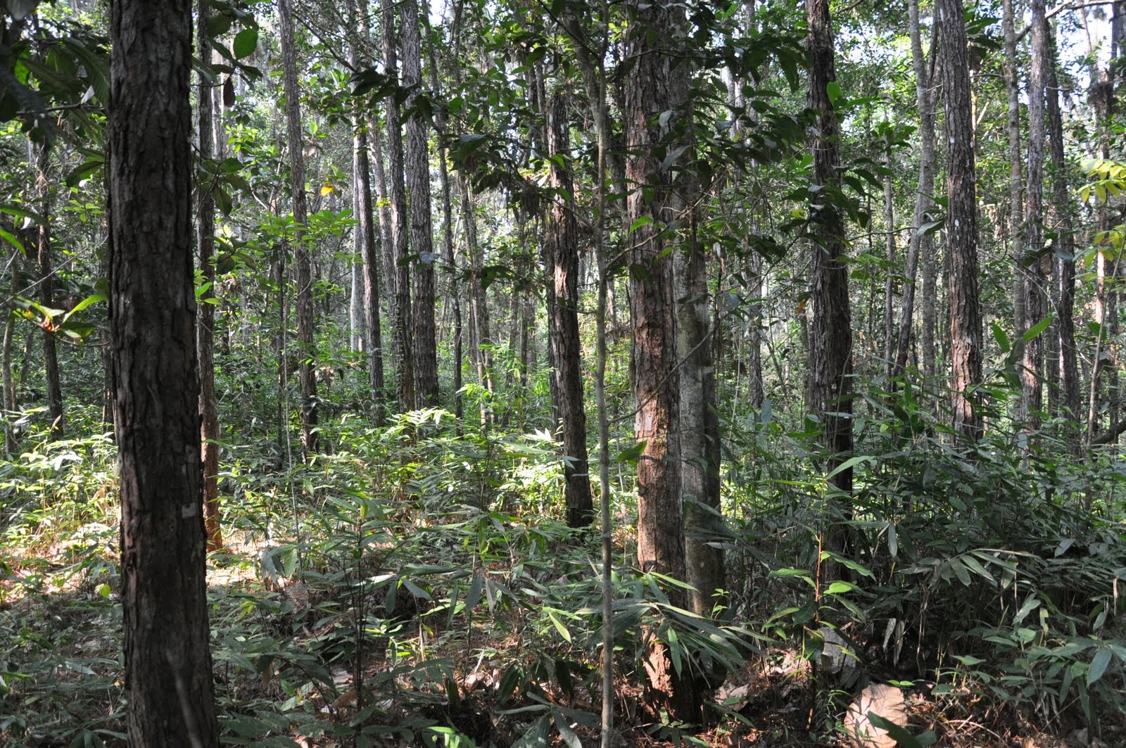 Rain forest In Sri Lanka | Discover Sri Lanka - Travel & Tourism Guide