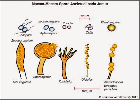 STRUKTUR DAN MORFOLOGI JAMUR | PENDIDIKAN KESEHATAN
