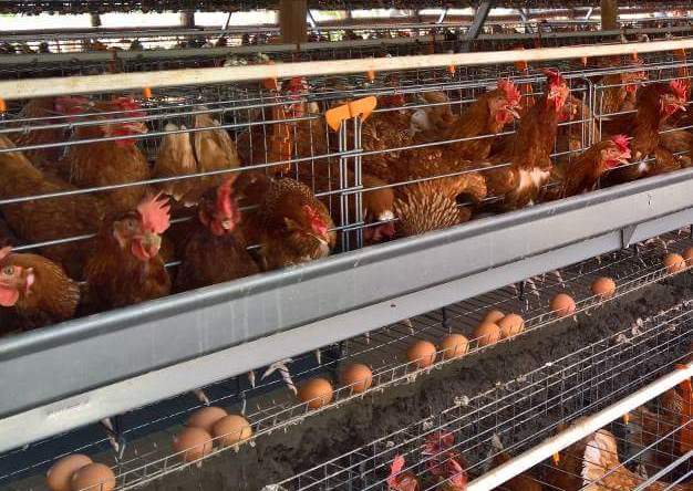 6 Effective Ways To Control Odor In Poultry Farm