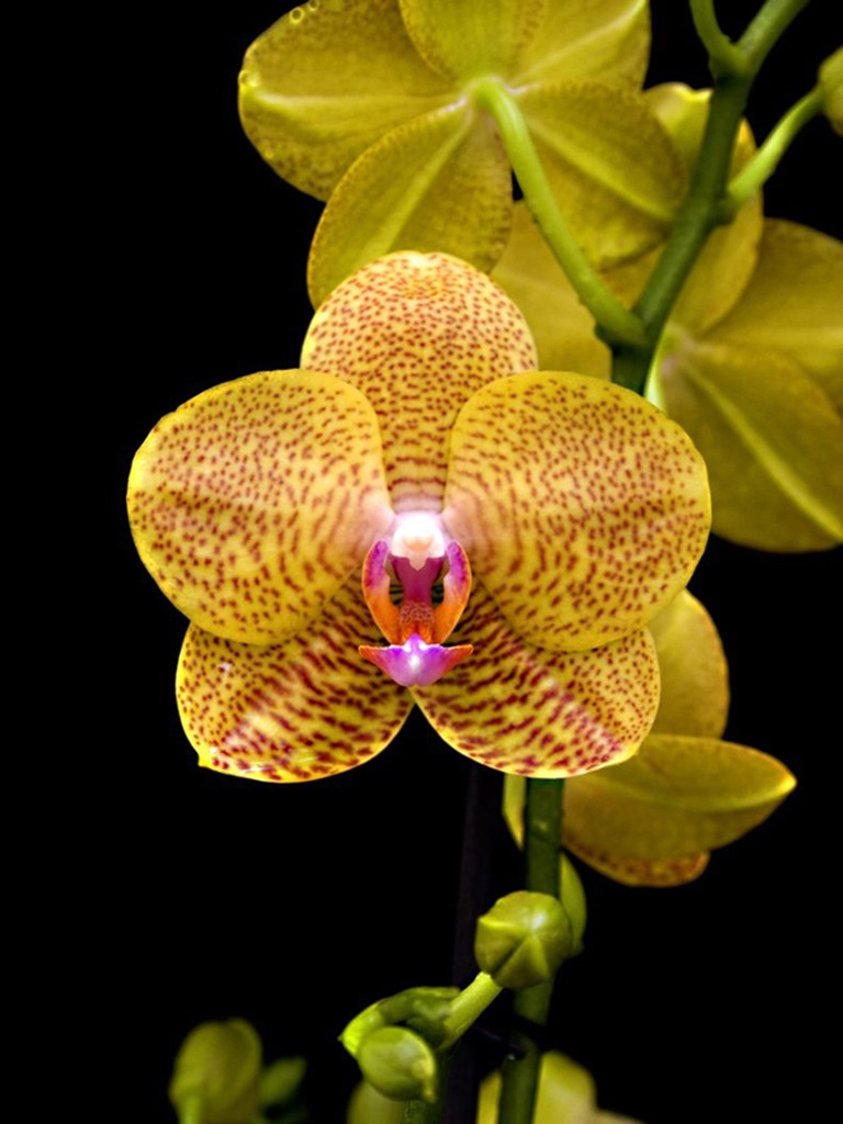 Exposición de orquídeas en el Real Jardín Botánico de Madrid ...