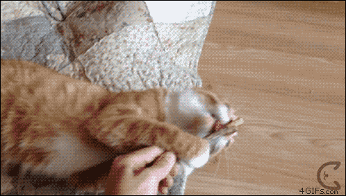 Funny cats - part 233 (40 pics + 10 gifs) | Amazing Creatures