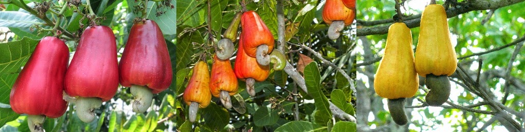 Eko Wahyu's Blog: Kacang Mede atau Kacang Mete (Cashew Nut)