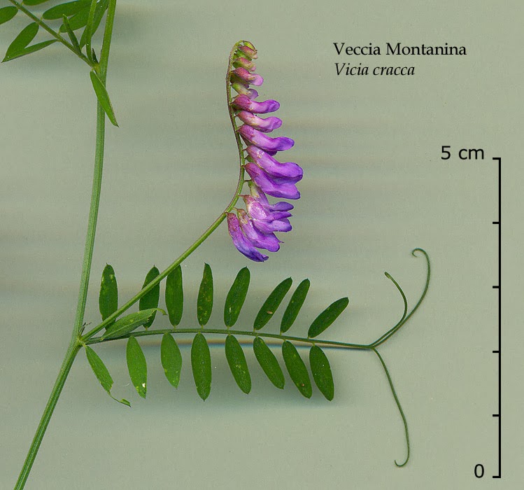 Solitary Dog Sculptor I: Botany - Botanica: Vicia - Part 1 - Vicia ...