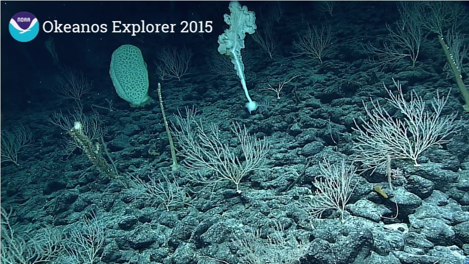 The Echinoblog: Deep-Sea Glass Sponges of the Hawaiian Islands! Okeanos ...