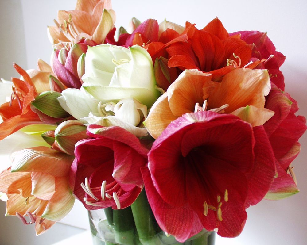 Le Saviez-Vous ?: Le langage des fleurs, morceaux choisis