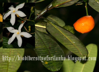Biodiversity of Sri Lanka: දිවි කඳුරු[Divi-Kaduru]/Eve’s apple ...