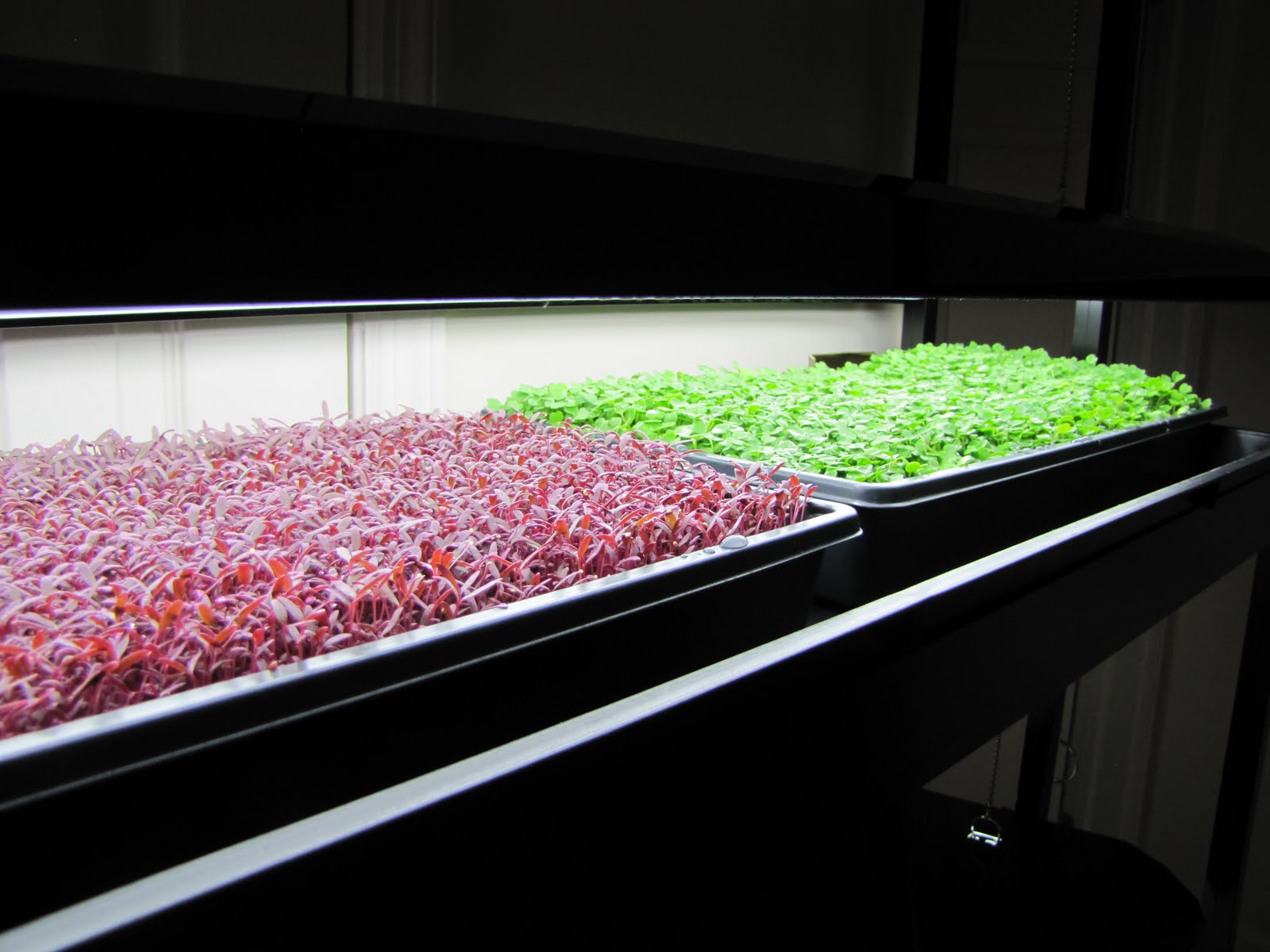 MicroGreens Farm Atlanta