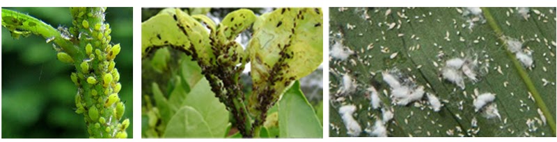 ProQual Landscaping: Are Arizona’s insects damaging your valuable ...