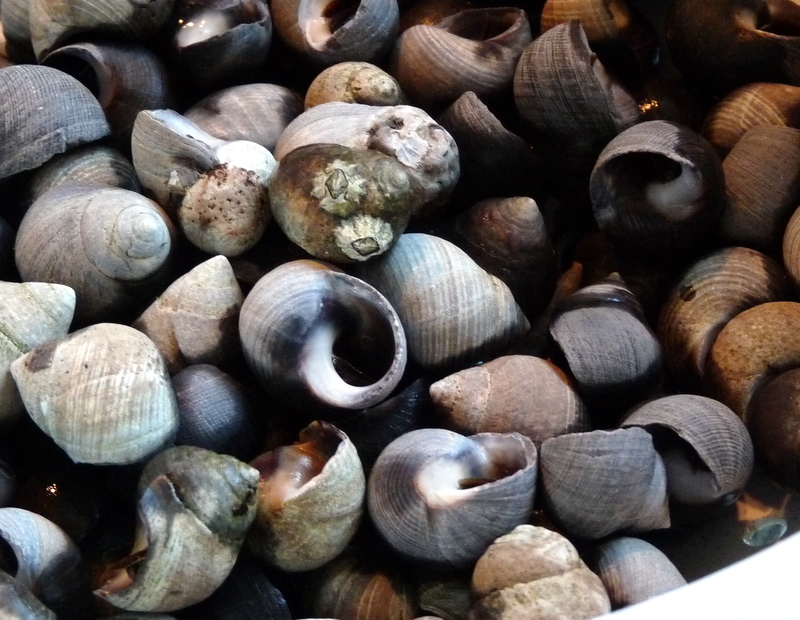 box elder: Sea snails, slow food.