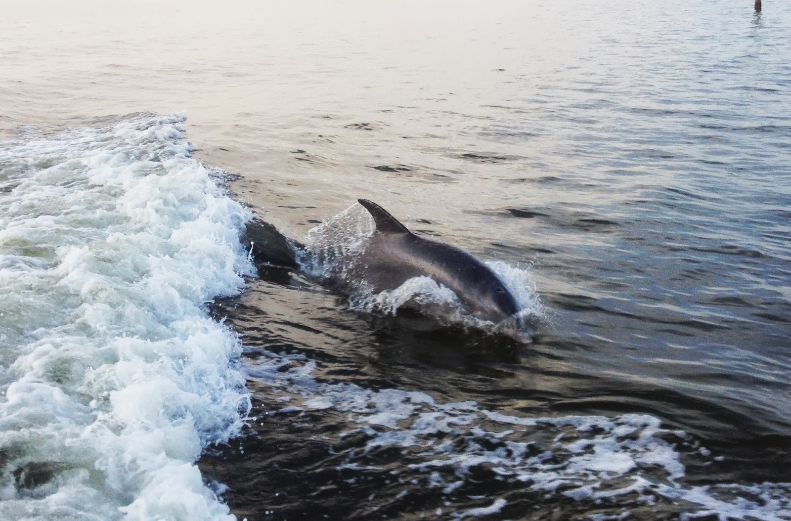 Adventures of Chubby the Dolphin: May 2013