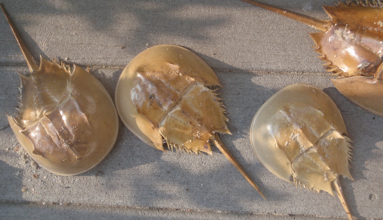 Science teacher: Dusk on the edge of the bay