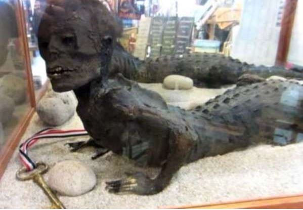 WoW Tidings: Meet Mr. Jake, Half-Alligator & Half-Human Found In ...