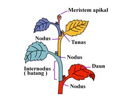 Ineu Masitoh Siti Nurjanah: BAB 2 Jaringan Tumbuhan