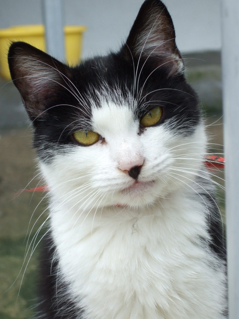 PROYECTO GATO: Pinto y Valdemoro