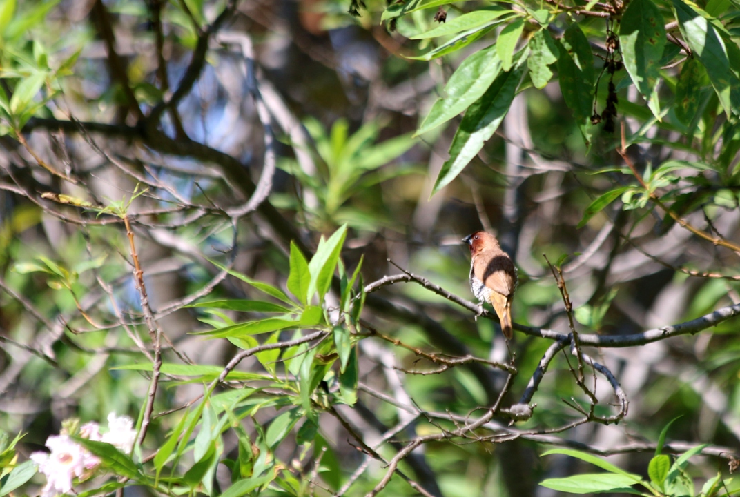 A photo, A thought............: Bird: Scaly-breasted Munia.......