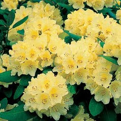 nwgardens: "Capistrano" Yellow Rhododendron