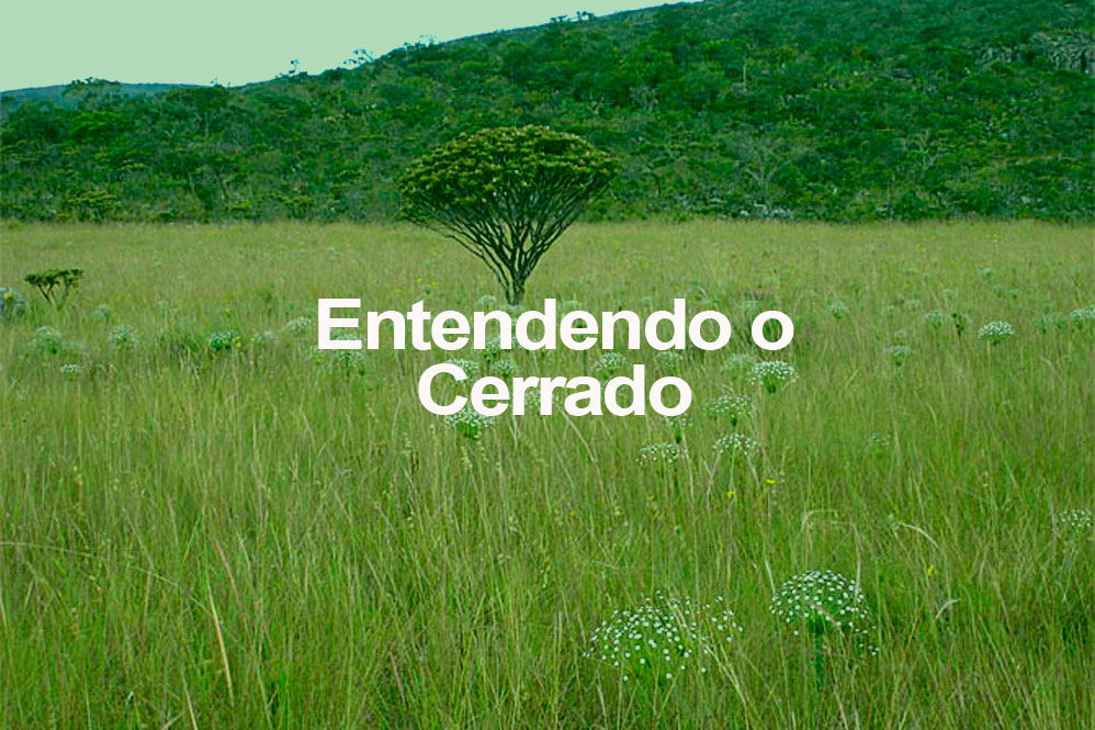 Entendendo o Cerrado