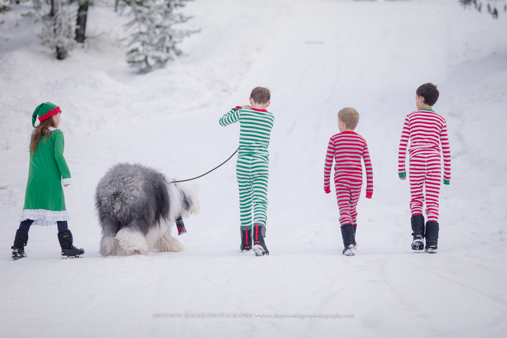 SnowDowne Too | Old English Sheepdogs: Rembrandt's First Snow Fun | Mt ...