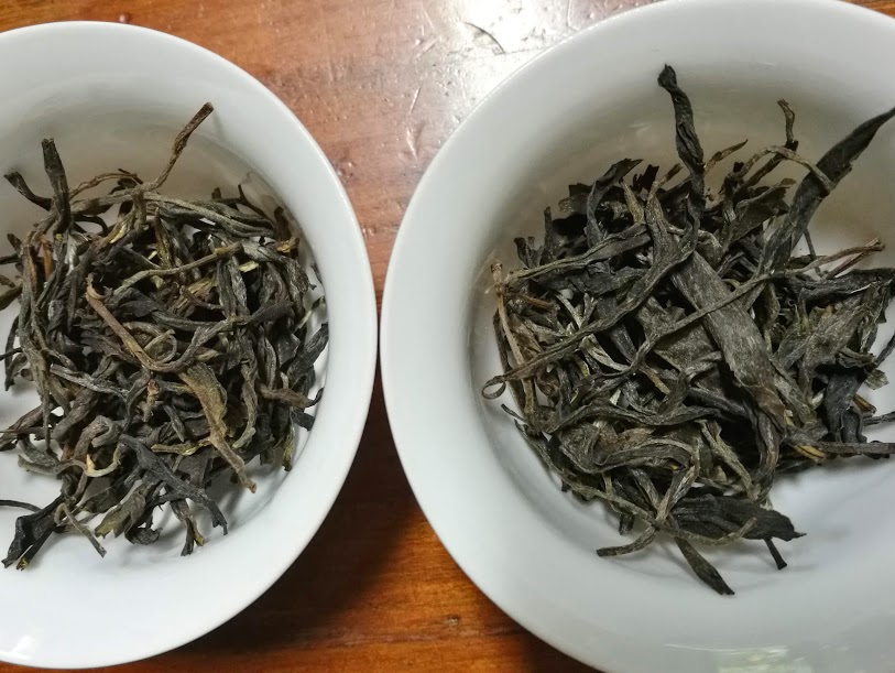 Tea in the ancient world: Blind Yiwu sheng tasting, comparing two ...