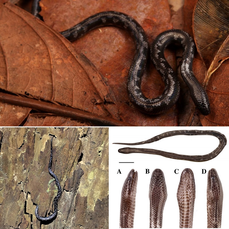 Species New to Science: [Herpetology • 2020] Second Specimen of the ...