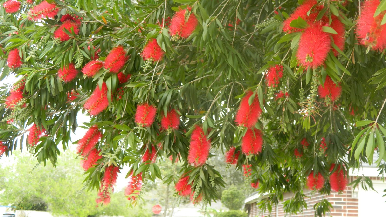 High Heels and Daffodils: Bottle Brush Tree.