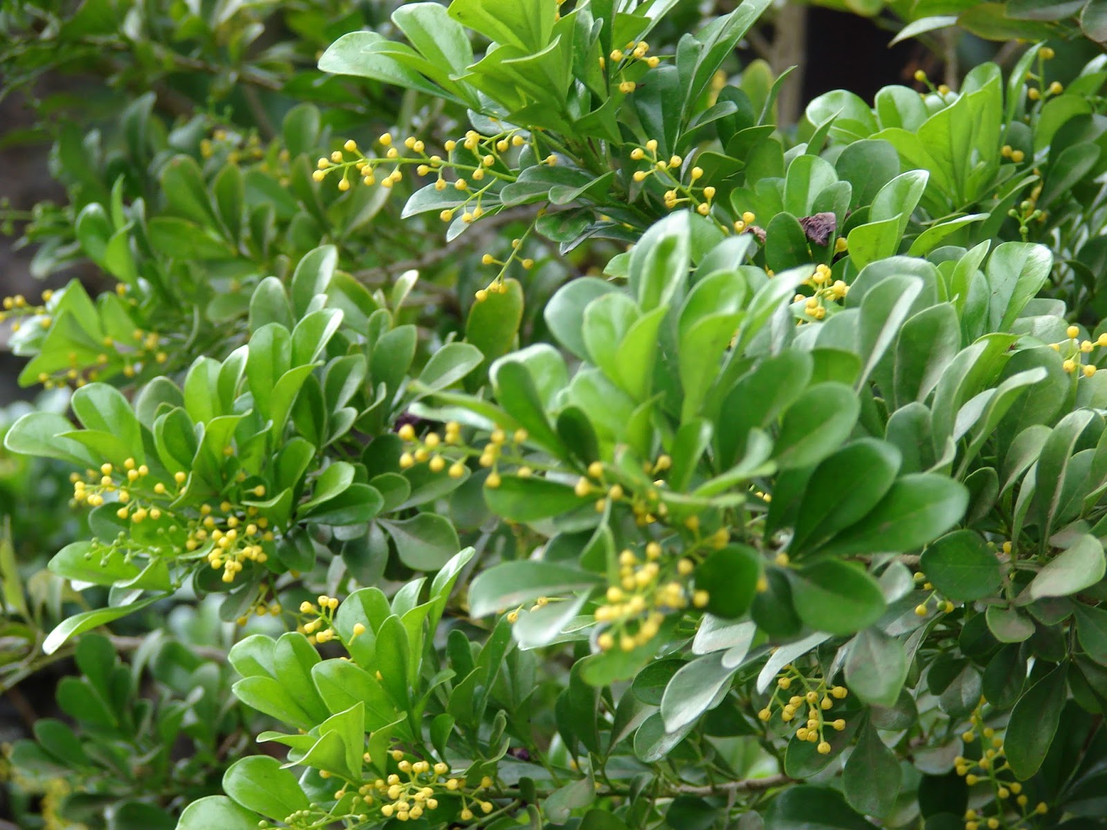 Pacar Cina (Aglaia odorata Lour.) | Mazruu'aatun Syifaa'