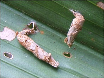 Hama Kelapa Sawit: Ulat Kantong