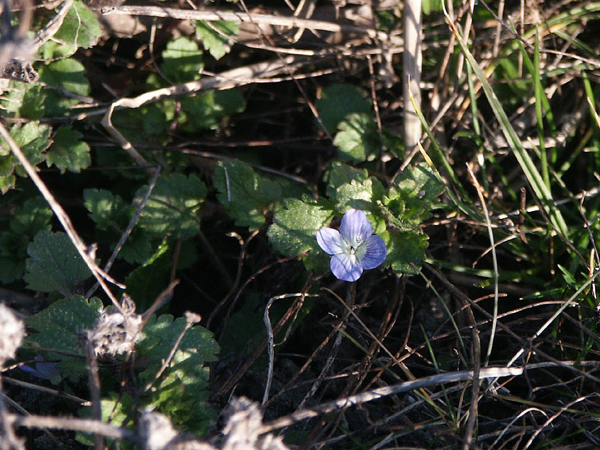 Loire Valley Nature: Speedwells - Veronica spp