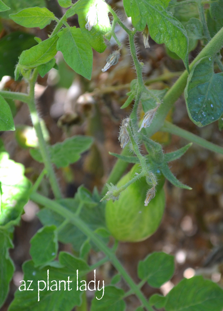 One-Year Old Tomato Plants - Ramblings from a Desert Garden