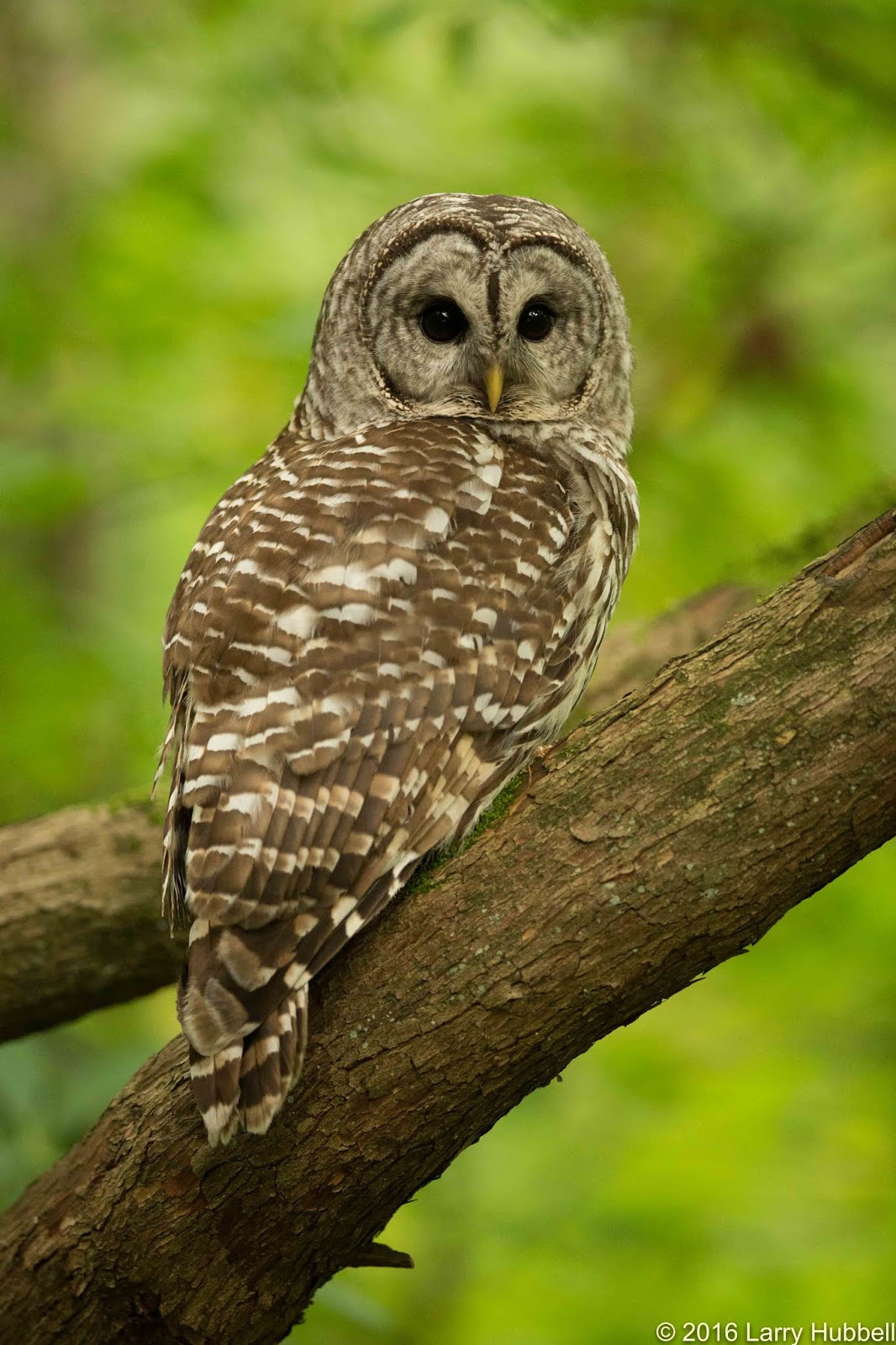 Union Bay Watch : A Quizzical Look