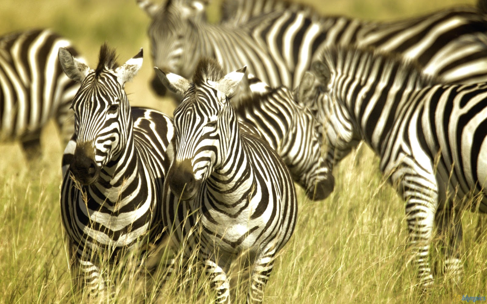 Top 20 Most Cute And Dashing Zebra Wallpapers In HD