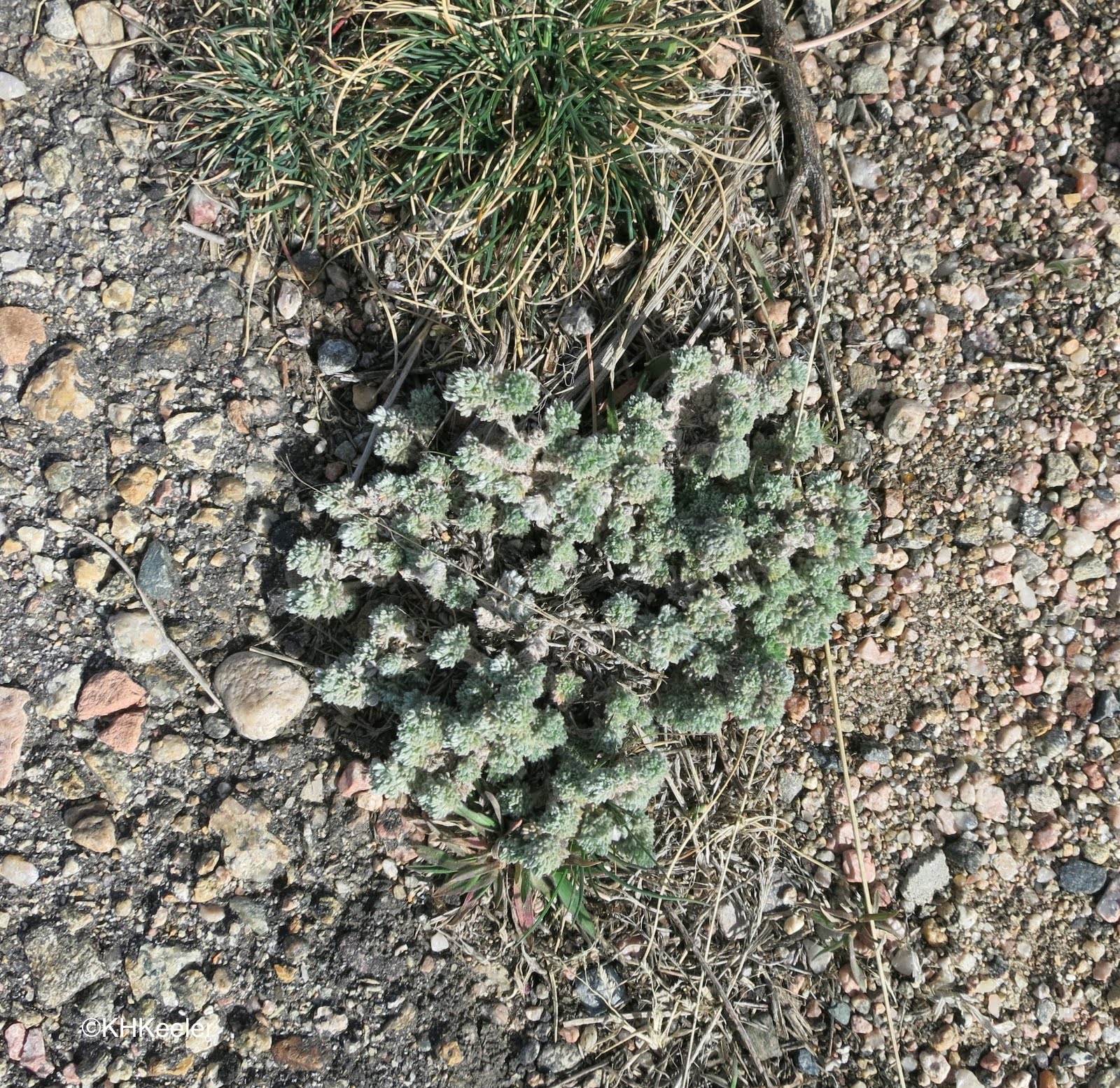 A Wandering Botanist: Visiting Colorado--The Foothills in March