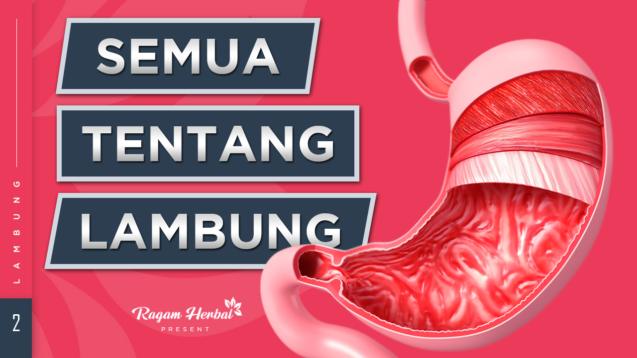 Presentasi Memukau: Pengertian, Fungsi dan Bagian - Bagian Lambung
