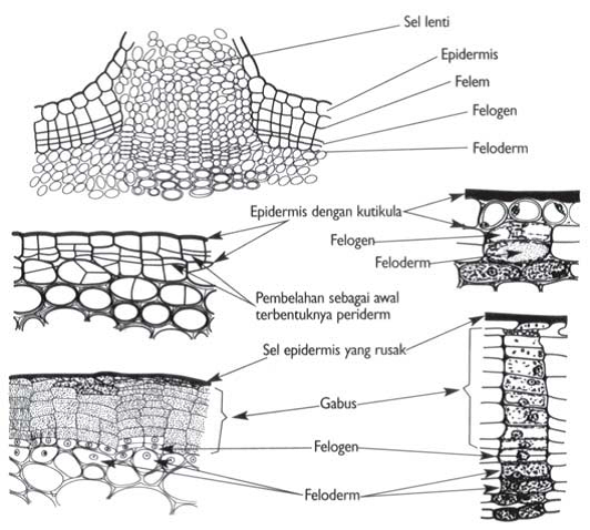 PERMATA'S BLOG: LAPORAN BIOLOGI TUMBUHAN MONOKOTIL DAN DIKOTIL