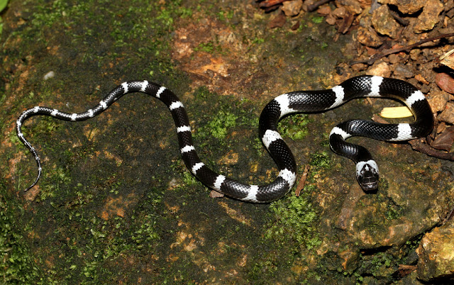 Ular Asli Indonesia: Ular Cicak (Lycodon subcinctus)