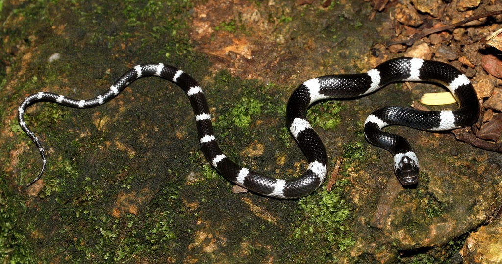 Ular Asli Indonesia: Ular Cicak (Lycodon subcinctus)